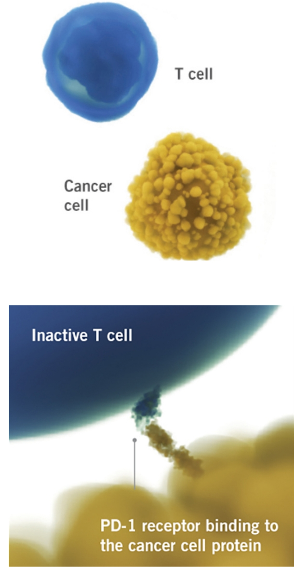 What is LIBTAYO® (cemiplimab-rwlc) | Advanced CSCC